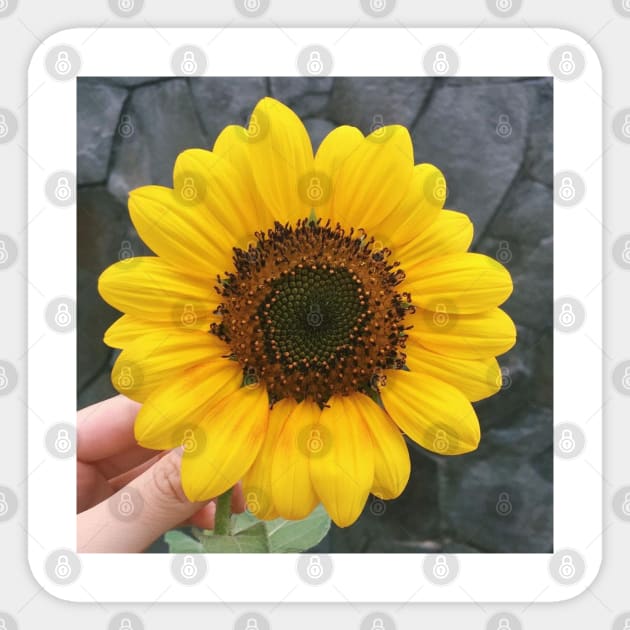 Hopi Sunflower - Sunflower - Sticker | TeePublic