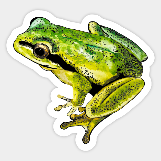 green frog - Frog - Sticker | TeePublic
