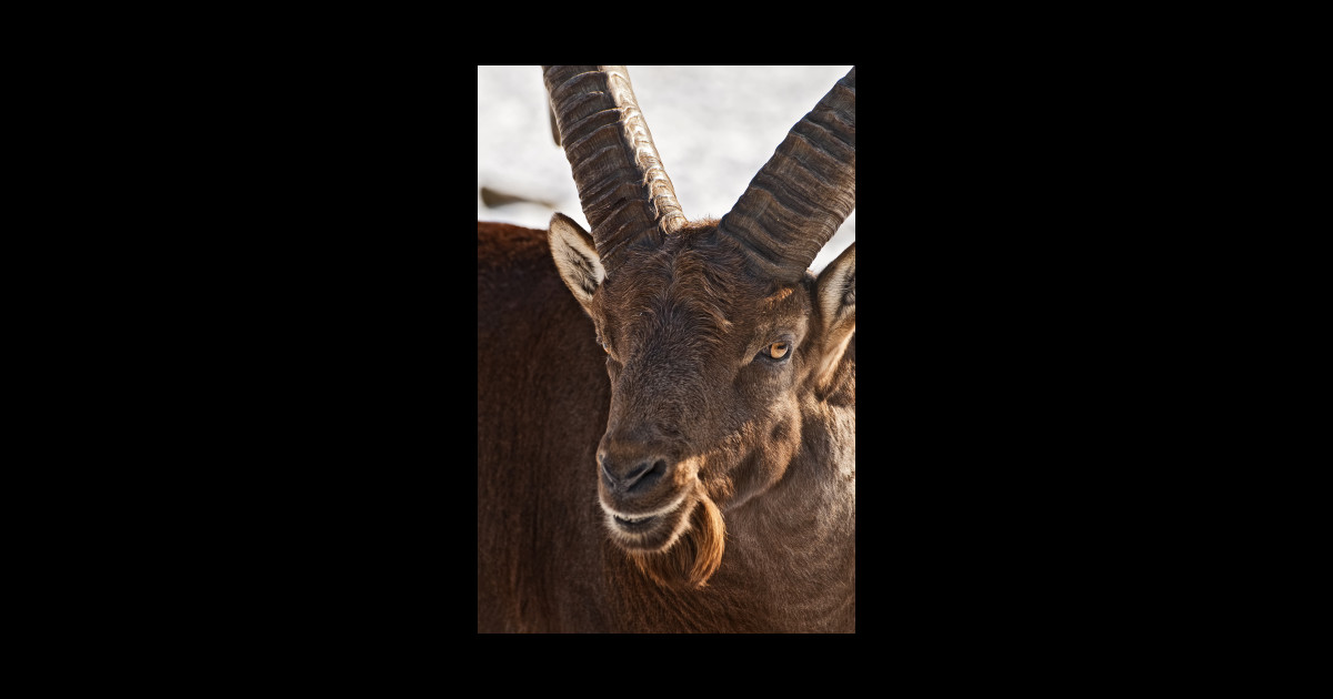 Ibex - Ibex - Sticker | TeePublic