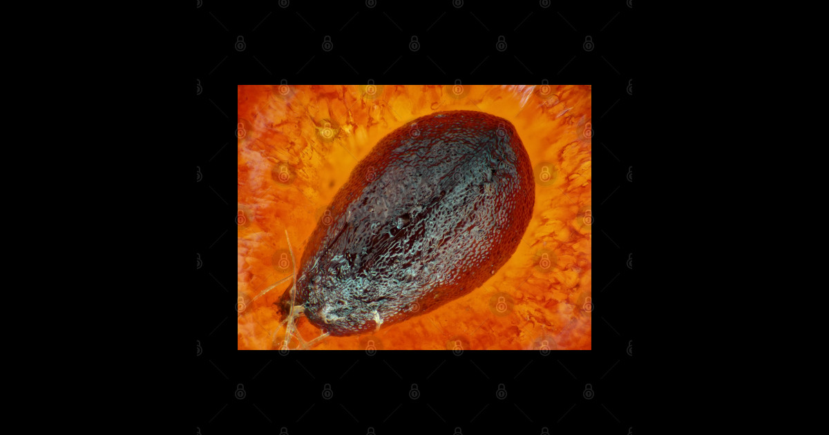 Strawberry "seed" (achene) under the microscope - Macro - Magnet ...