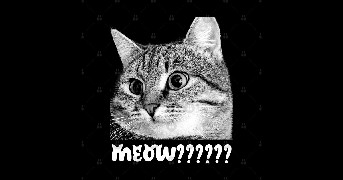 Funny confused cat - Confused Cat - Sticker | TeePublic