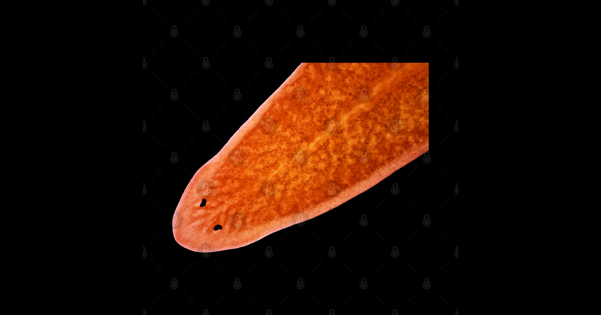 Planaria worm under the microscope - Light Micrograph - Sticker | TeePublic