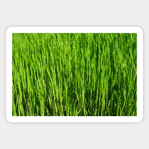 Grass pattern - Grass - Sticker | TeePublic