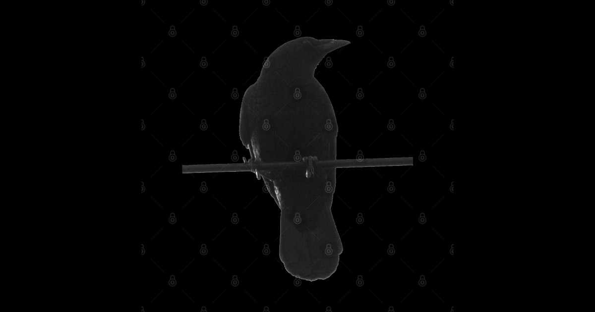 crow on a wire - Crow - Posters and Art Prints | TeePublic