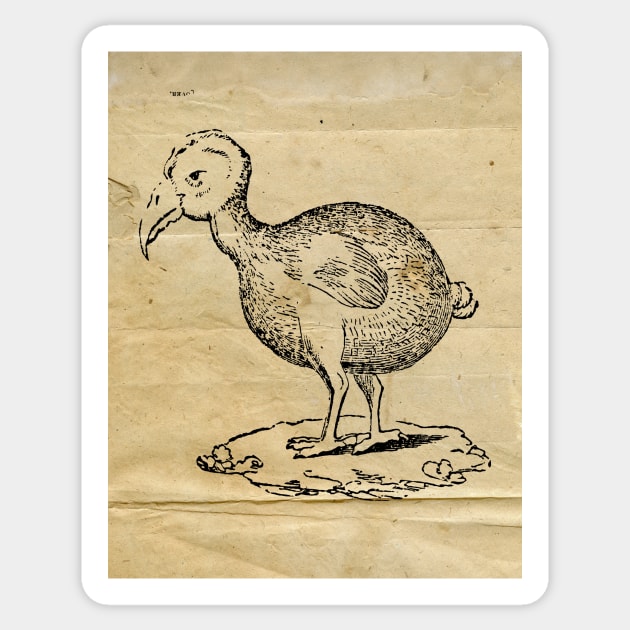 Dodo Bird Vintage Black and White Illustration | Forest Wildlife Bird ...