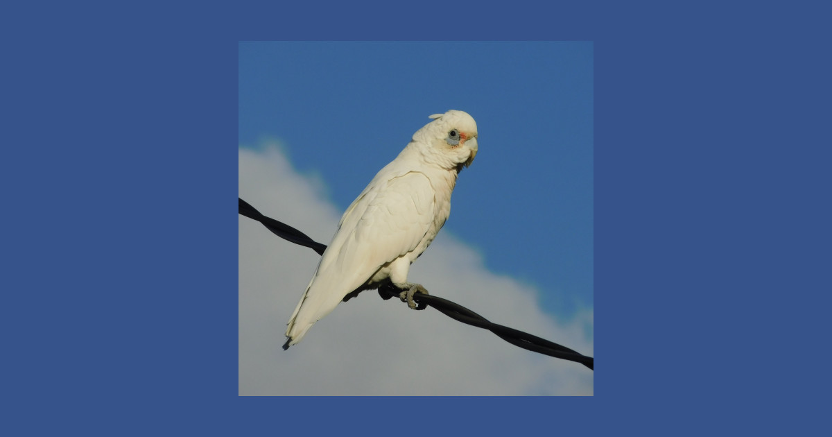 Corella ESP - Corella - T-Shirt | TeePublic