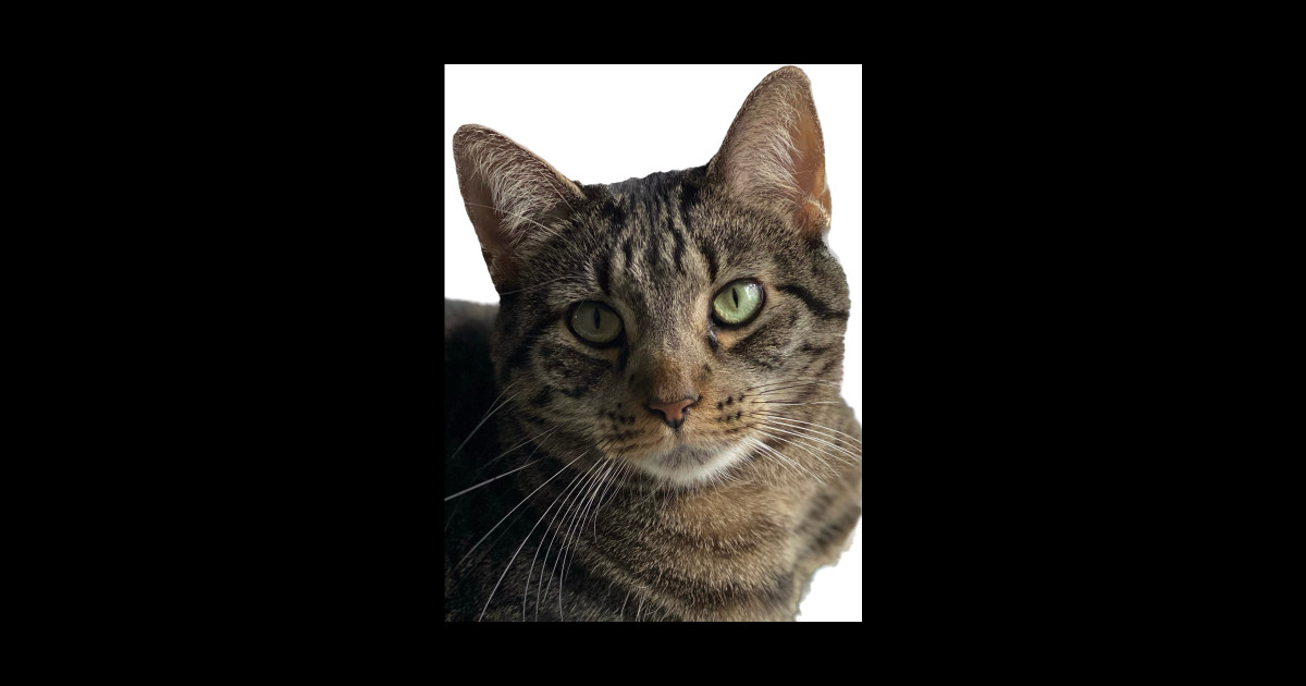 Ava Cat - Ava - Sticker | TeePublic