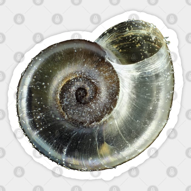 Tiny fungivore snail shell under the microscope - Microscopic Image ...