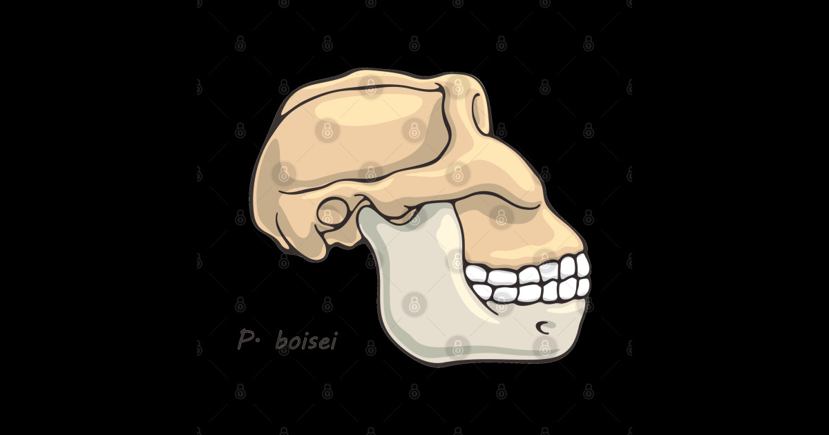 Paranthropus Boisei Skull Illustration - Mary Leakey - Sticker | TeePublic