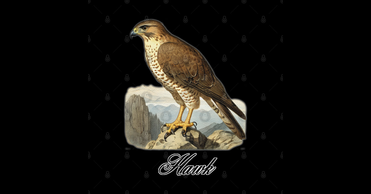 a Hawk sitting on a rock - Hawk - Posters and Art Prints | TeePublic