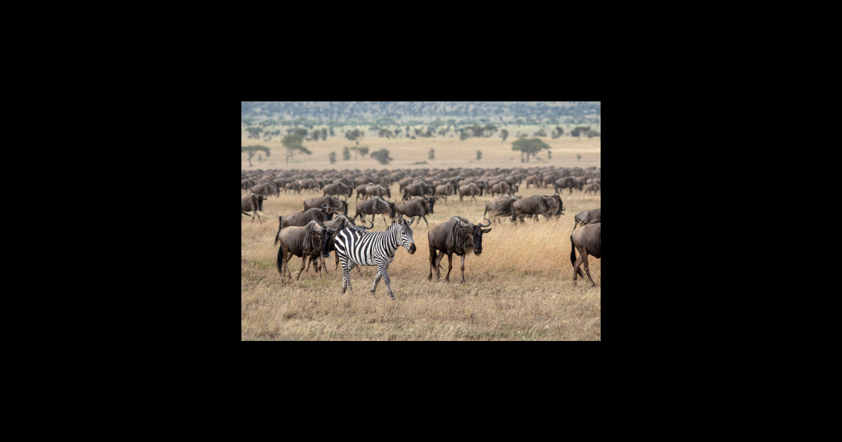 Hitching A Ride With The Great Migration - Wildebeest - Sticker | TeePublic
