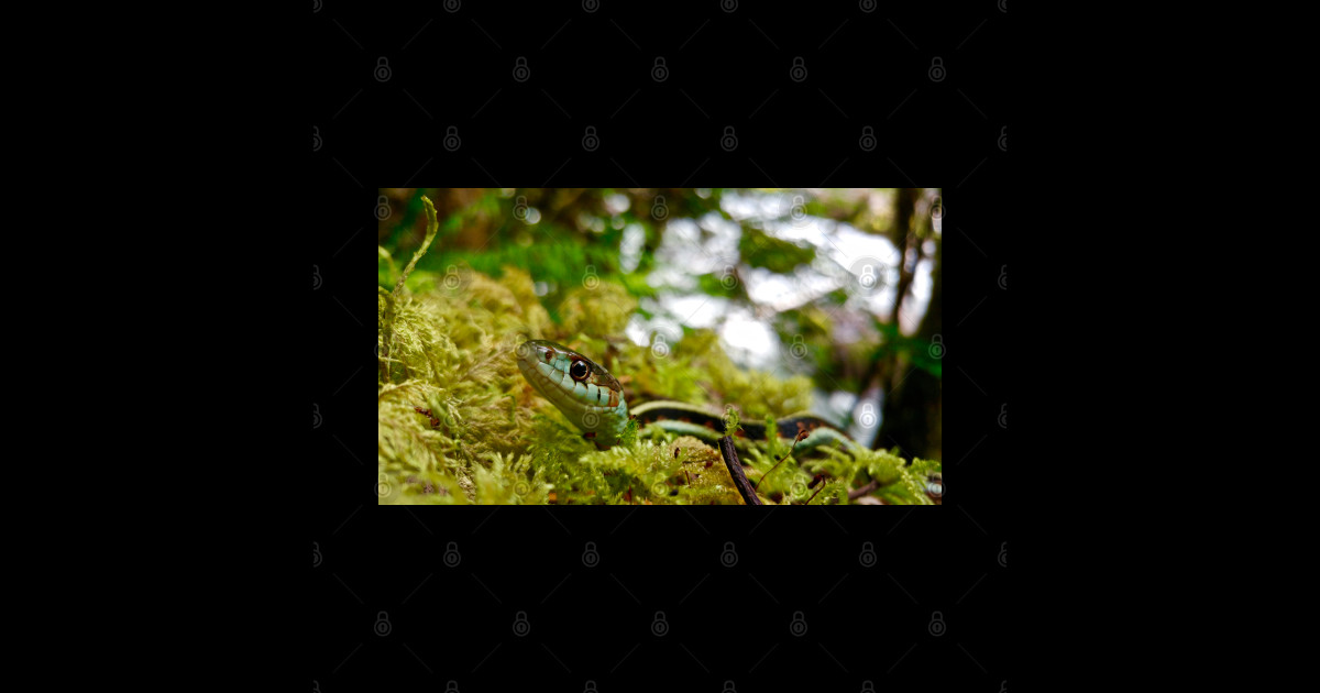 Garter Snake In Moss - Wildlife - Sticker | TeePublic
