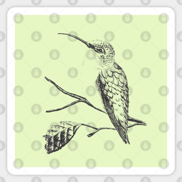 Hummingbird Ink Drawing - Hummingbird - Sticker | TeePublic
