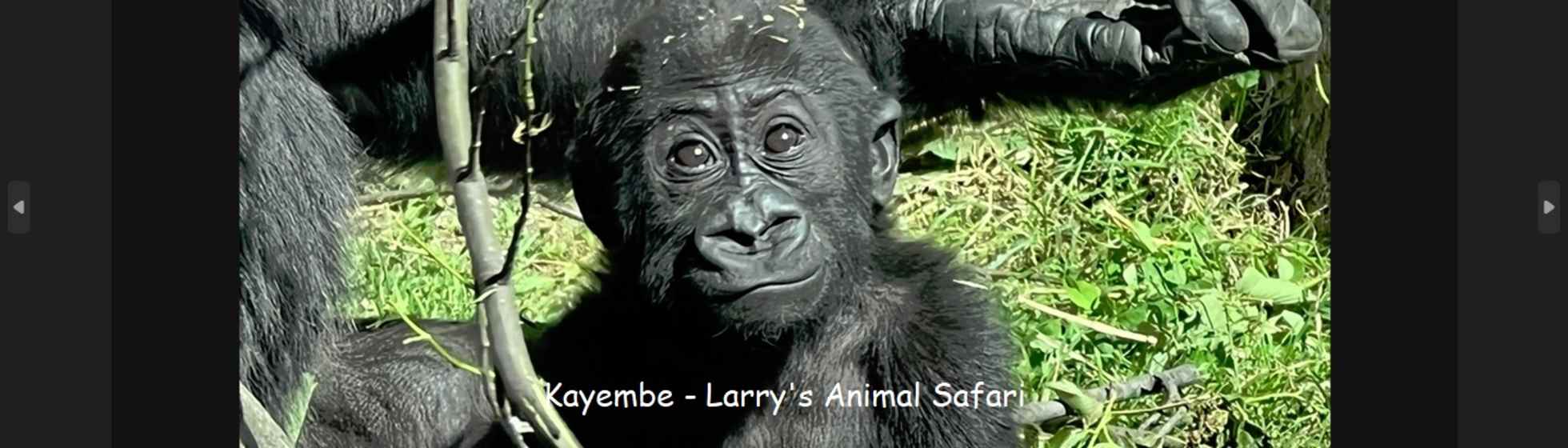 T-Shirts by LarrysAnimalSafari | TeePublic