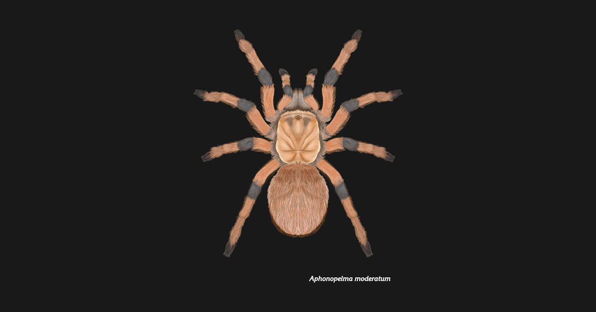 Rio Grande Gold Tarantula (Aphonopelma moderatum) - Tarantula Spider ...