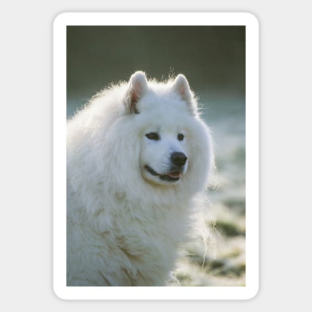 Smiling Samoyed - Samoyed - Sticker | TeePublic