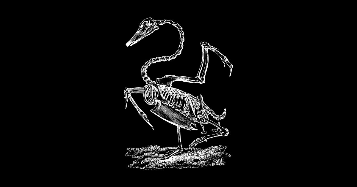 Swan Skeleton - Bird - Sticker | TeePublic