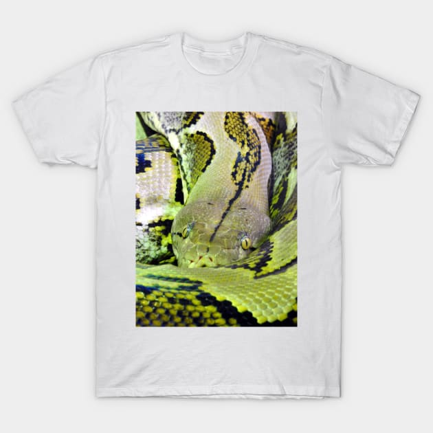 Reticulated Python - Reticulated Python - T-Shirt | TeePublic