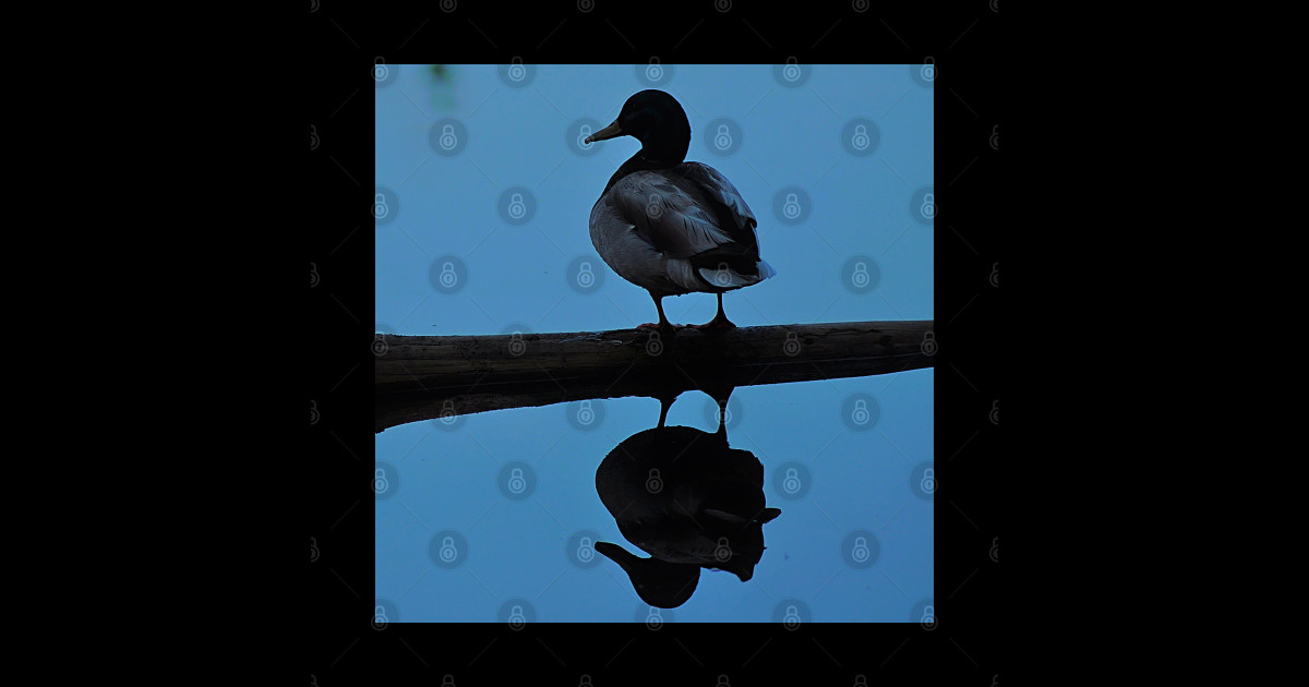 Duck Water Reflection - Duck Water Reflection - Sticker | TeePublic