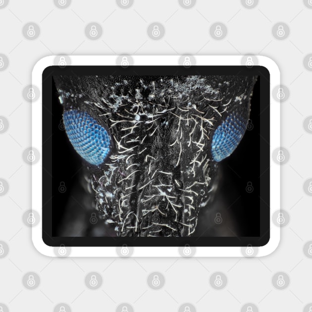 Weevil beetle under microscope in visible + UV light - Bug - Magnet ...