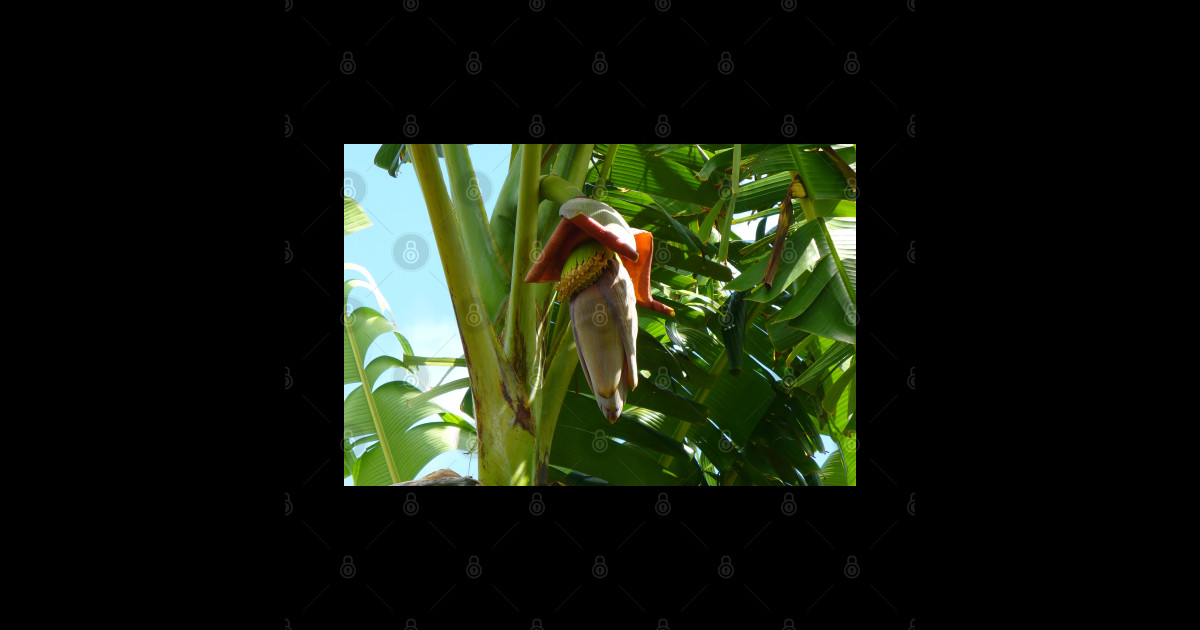 Banana Tree Flower - Banana Tree - Sticker | TeePublic