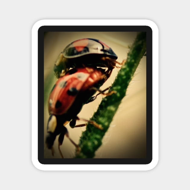 Beetle Sex Harlequin Ladybird Magnet Teepublic