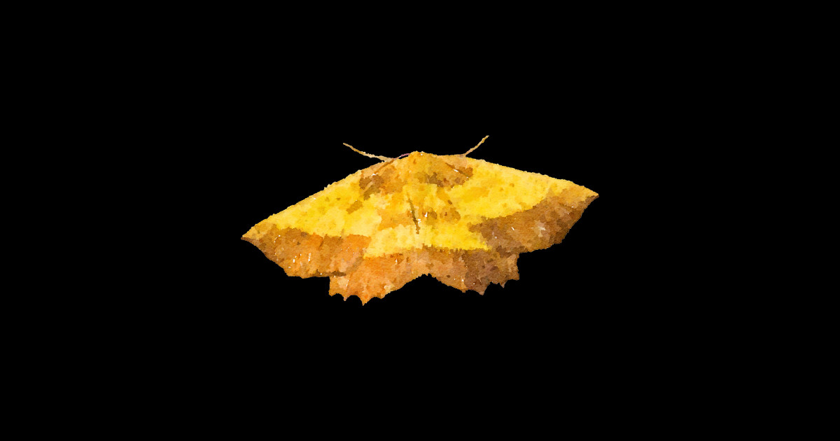 Saw-Wing Moth - Saw Wing Moth - Sticker | TeePublic