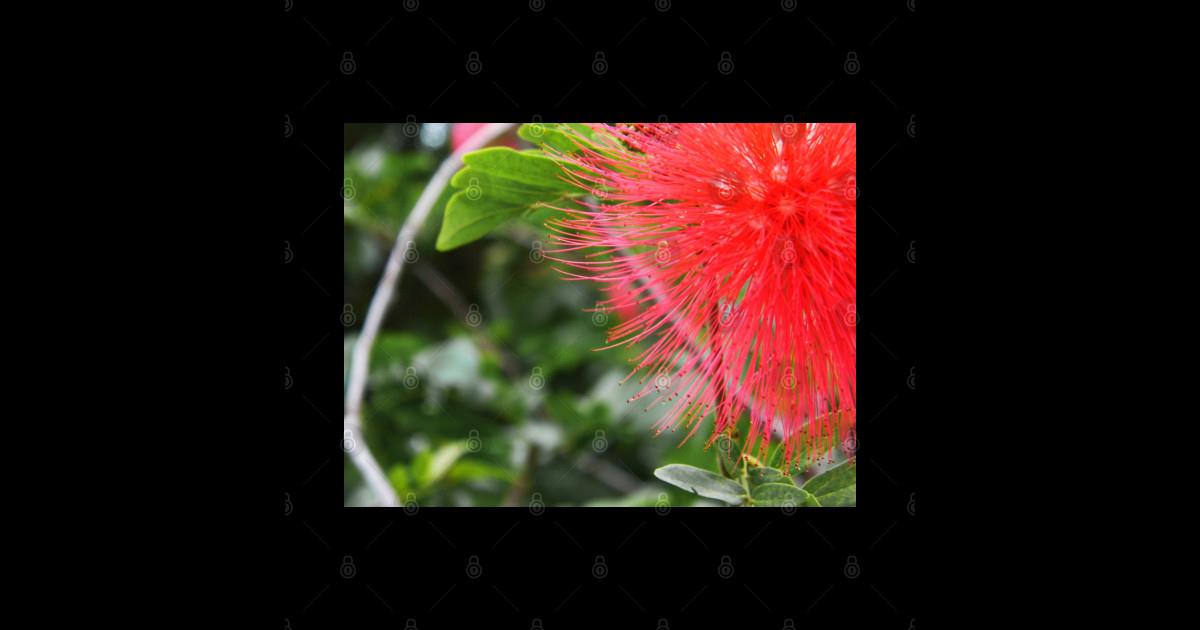 Red powder puff - Calliandra - Sticker | TeePublic