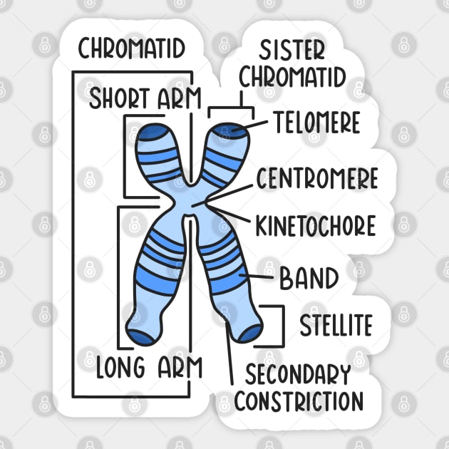 Hand Drawn Chromosome Labeled - Chromosome - Sticker | TeePublic