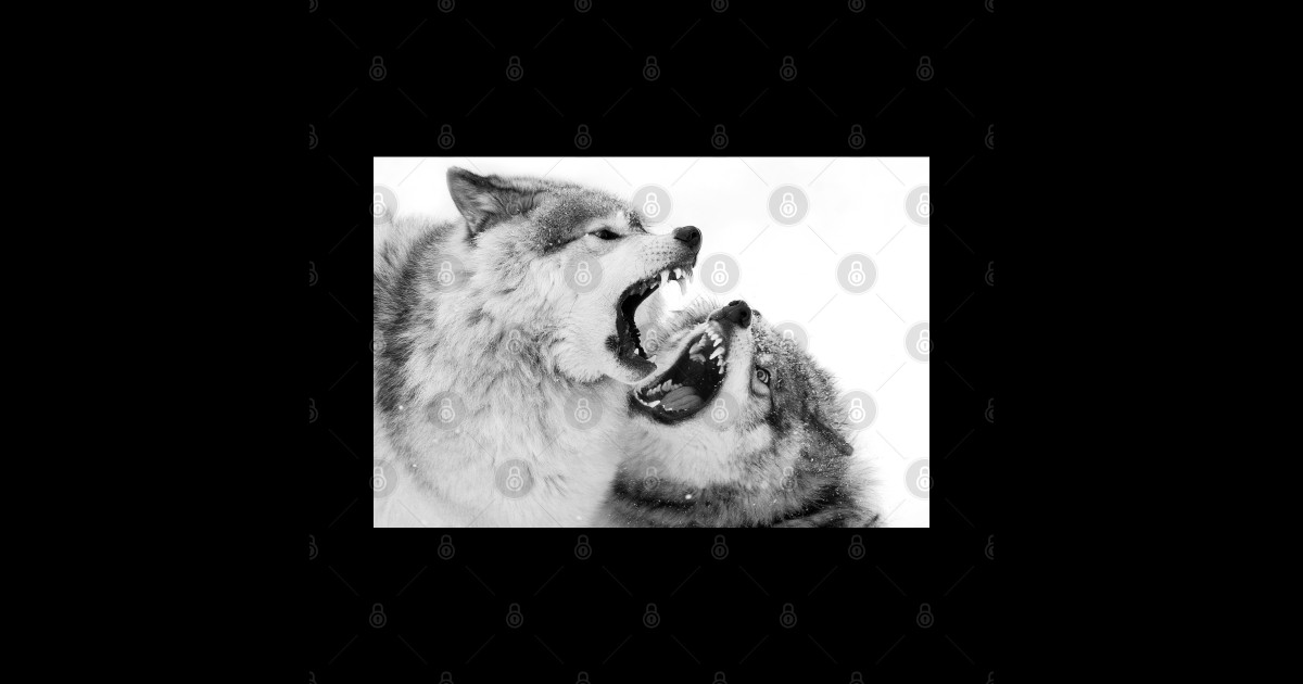 Wolf Fight - Wolves - Sticker | TeePublic