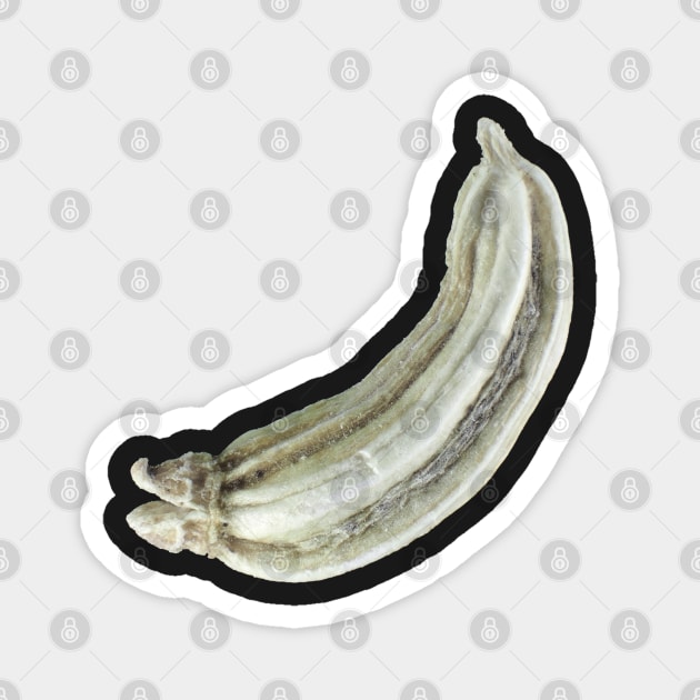 Fennel seed under the microscope - Seeds - Magnet | TeePublic