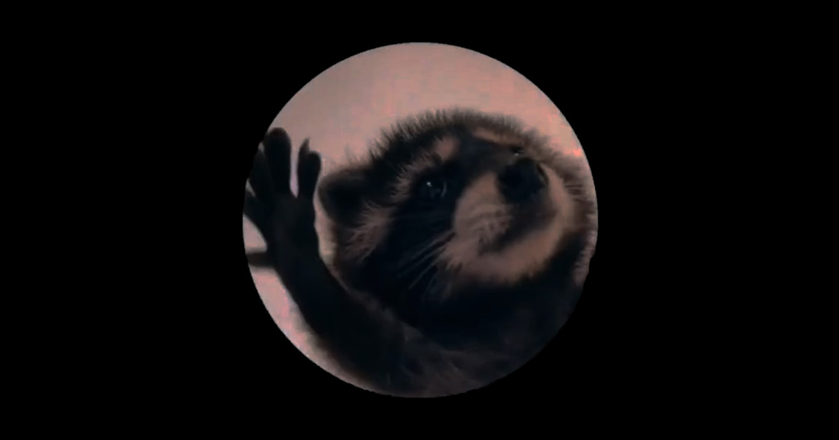 Pedro raccoon meme, dancing raccoon pedro meme trendy shirt, dancing ...