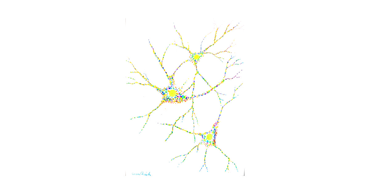 Colorful pyramidal neurons drawing - Pyramidal Neurons - T-Shirt ...