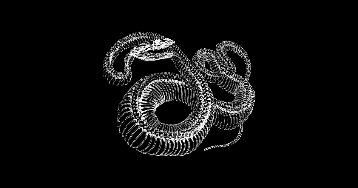 Boa Constrictor Skeleton - Boa Constrictor - Posters and Art Prints ...