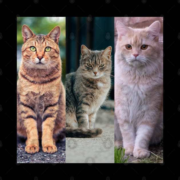Trio of cats in photograph art three cats standing oragne tabby cream ...