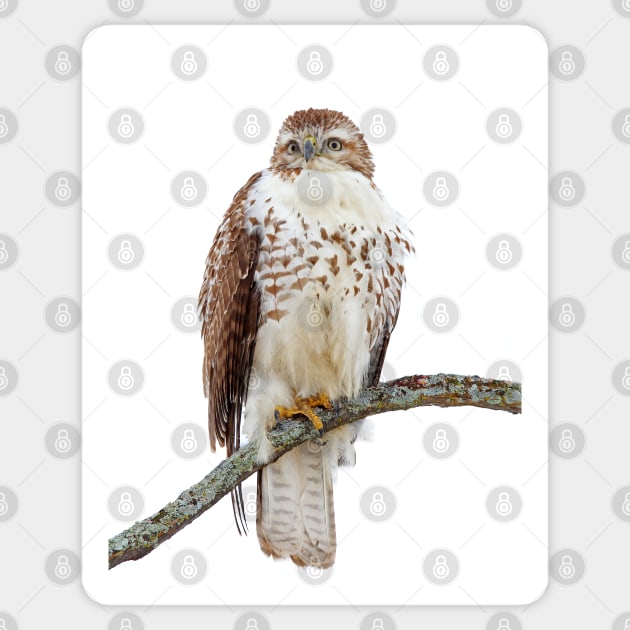 Red-tailed Hawk - Perched - Red Tailed Hawk - Sticker | TeePublic
