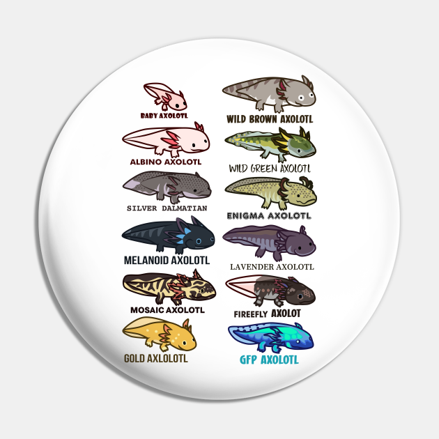 Types of Axolotls - Axolotl - Pin | TeePublic
