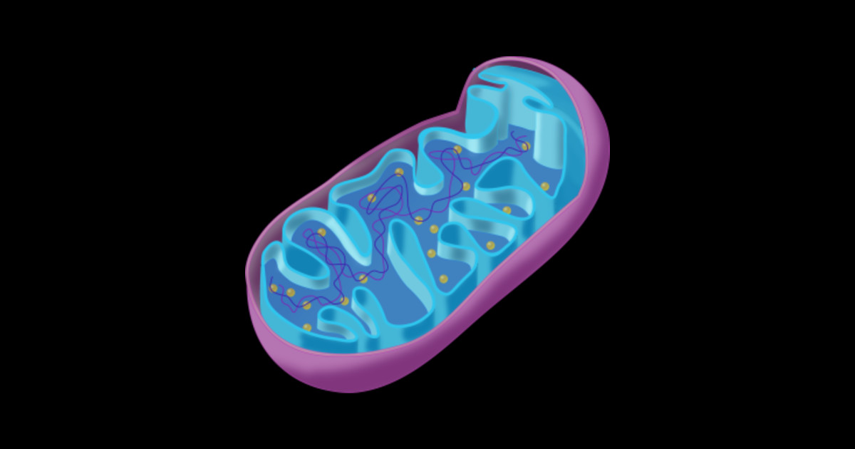 Blue and Purple Mitochondrion, a Cell Organelle, Microbiology - Blue ...