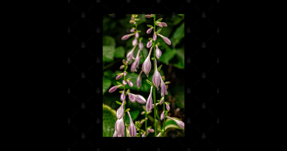 Hosta Flowers In The Garden - Still Life - Sticker | TeePublic