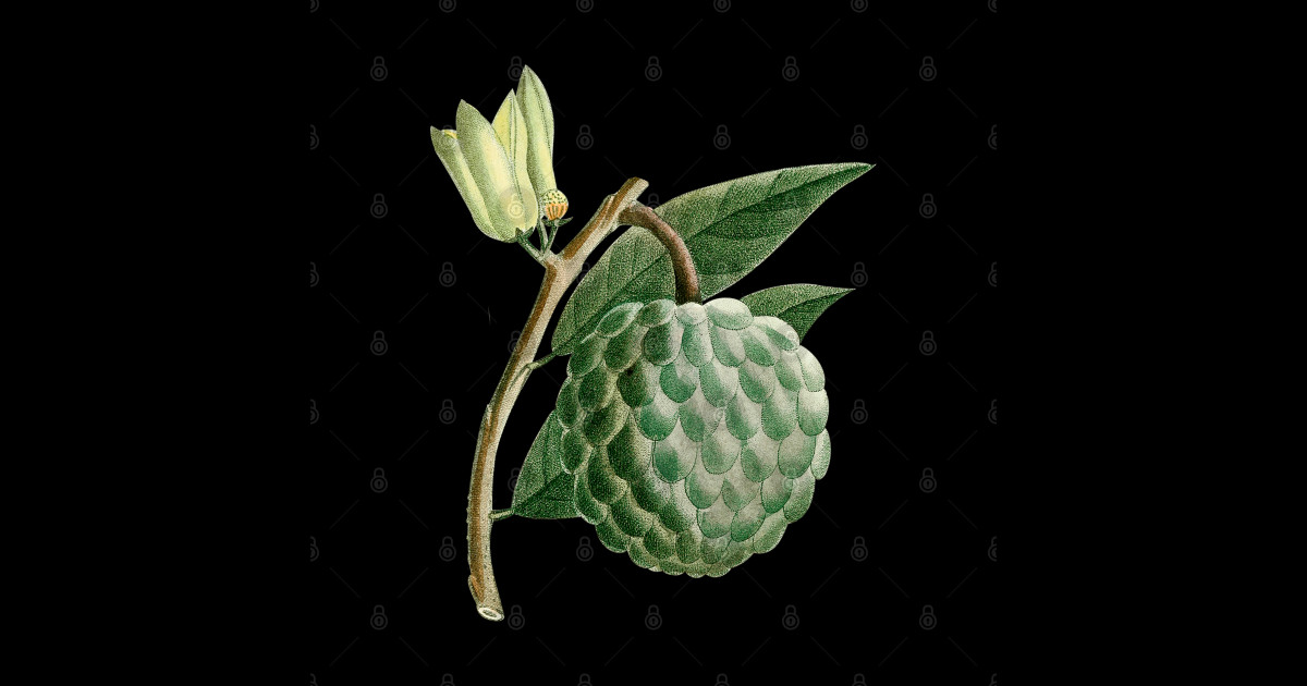 Hand Drawn Custard apple - Hand Drawn Custard Apple - Sticker | TeePublic