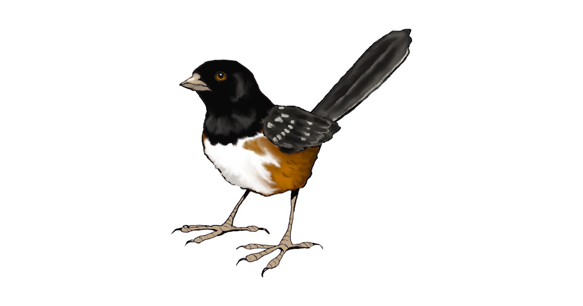 Towhee BIRD, Illustration, Standing Bird, Drawing, Wildlife Art ...
