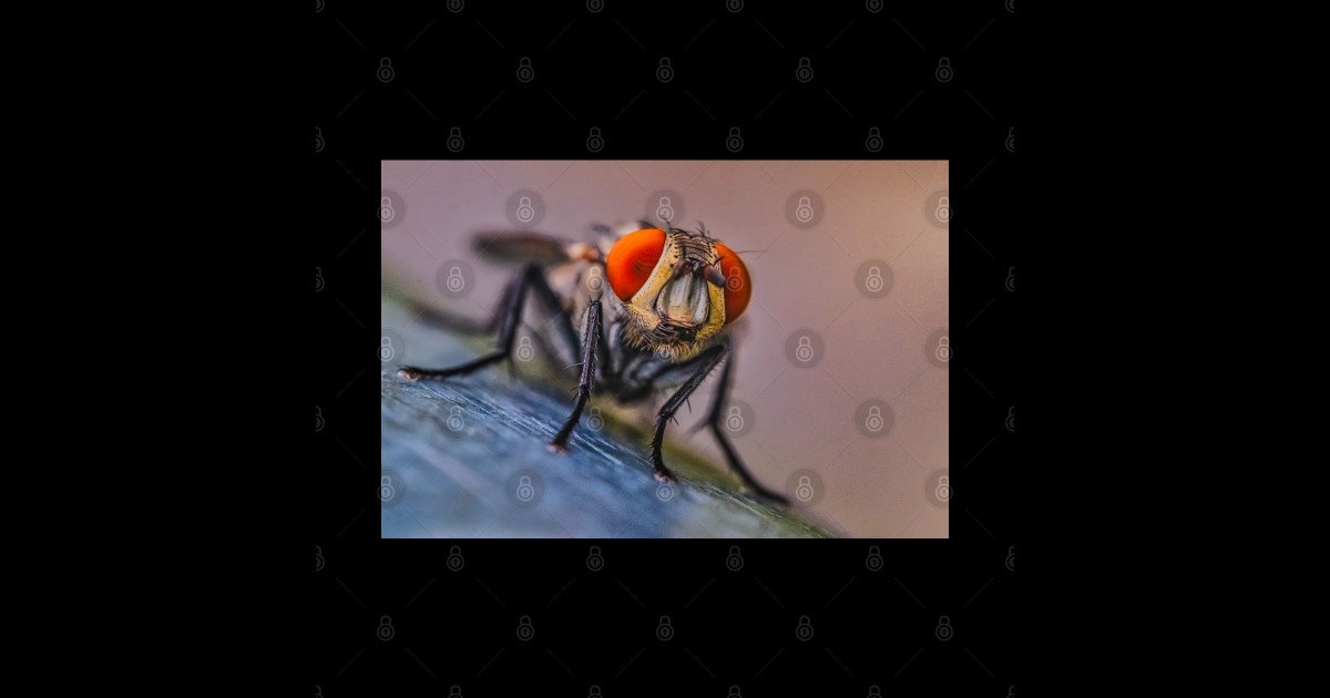 Flesh Fly Macro Insect Photograph - Bugs - Sticker | TeePublic