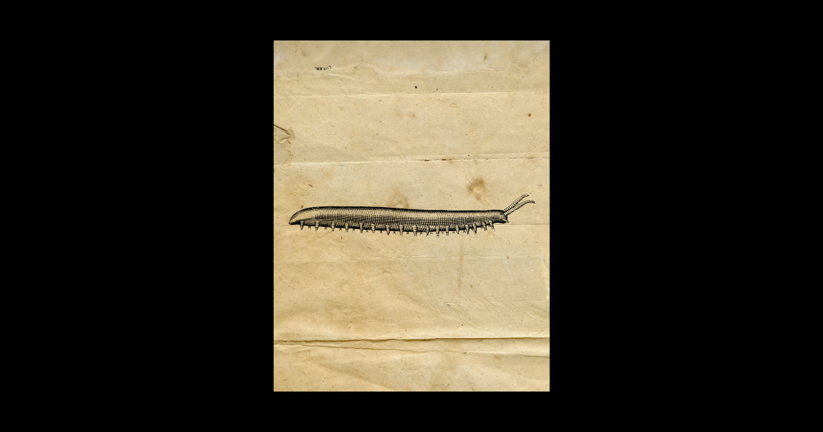 Peripatus Insect Vintage Black and White Illustration | Forest Wildlife ...