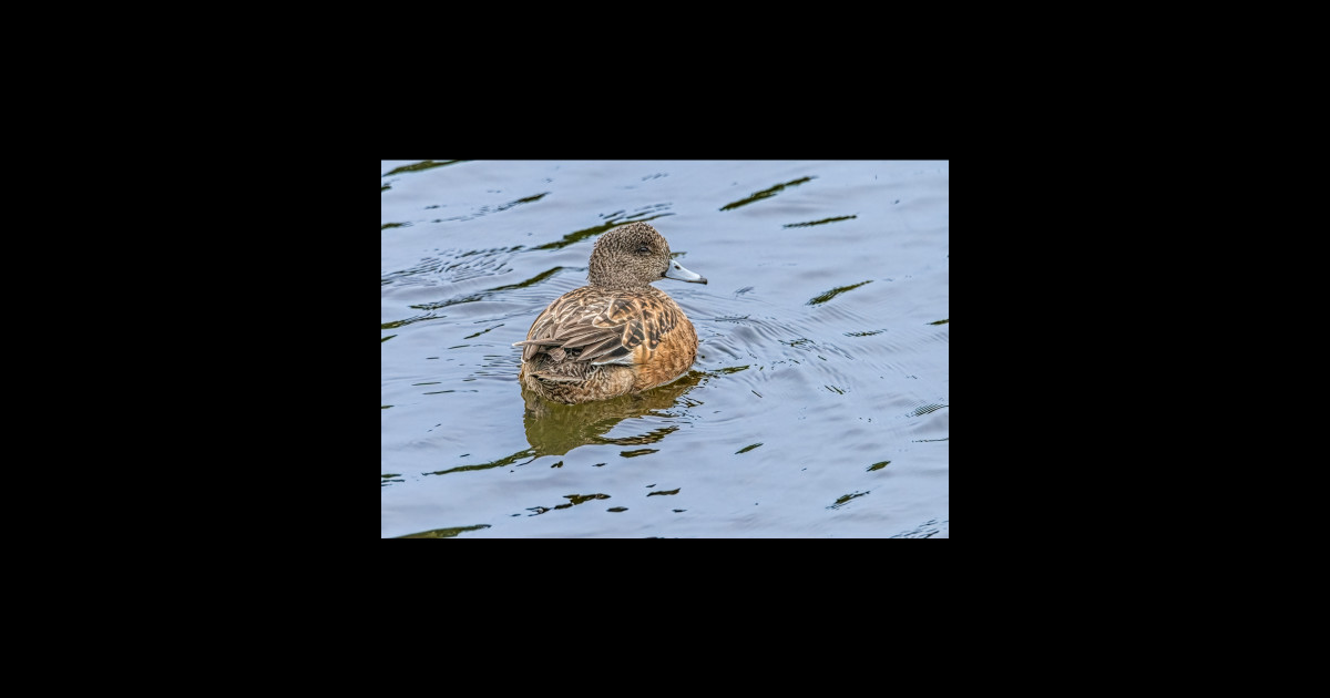 Resting and Watchful Wigeon - Duck Lovers - Posters and Art Prints ...