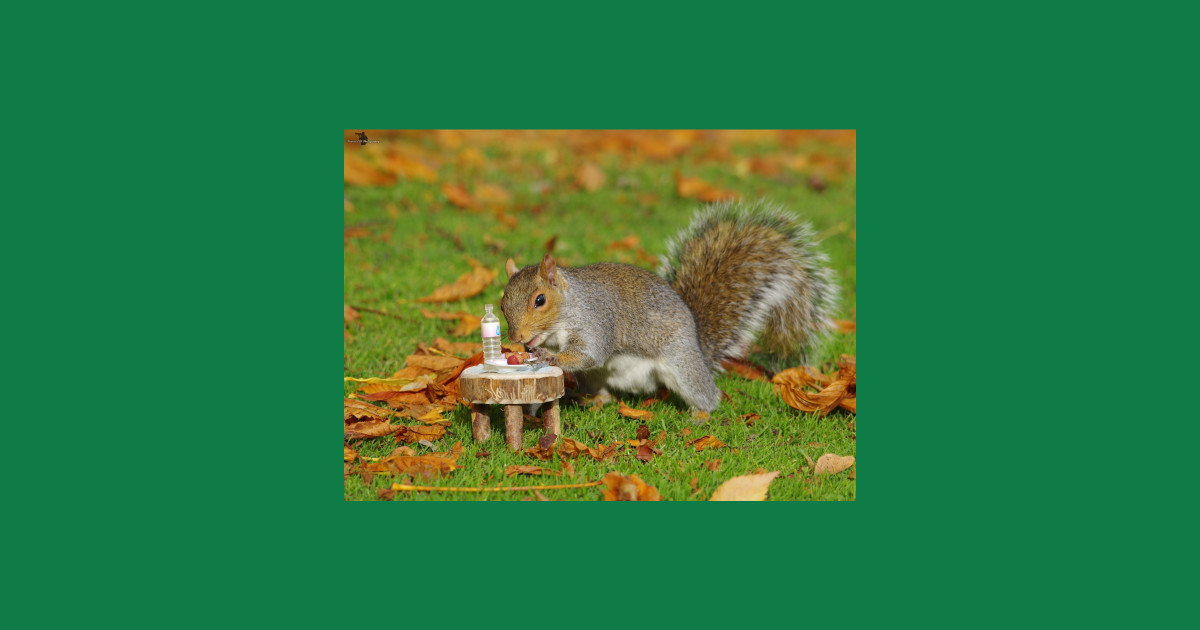 squirrel pick nick - Grey - T-Shirt | TeePublic