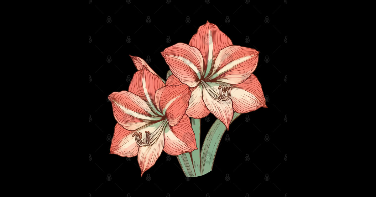 Amaryllis Illustration - Amaryllis - Sticker | TeePublic