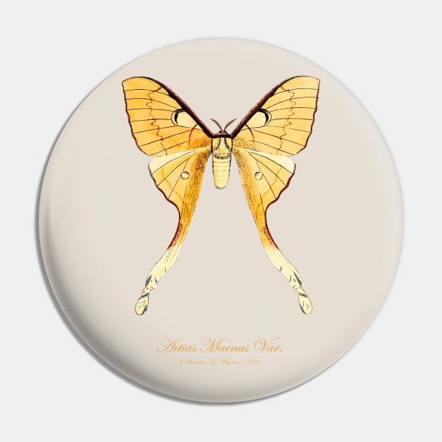Moth - Malaysian Moon Moth, Actias Maenas Leto female 4 - Moth - Pin ...