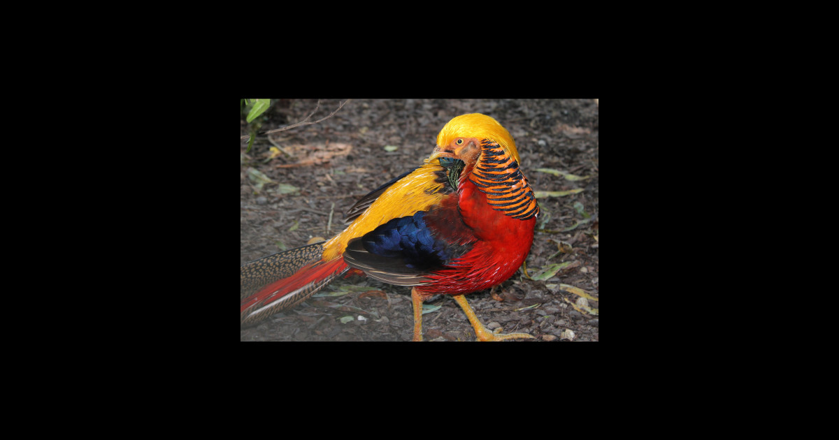 Bird Of Many Colors - Bird - Magnet | TeePublic