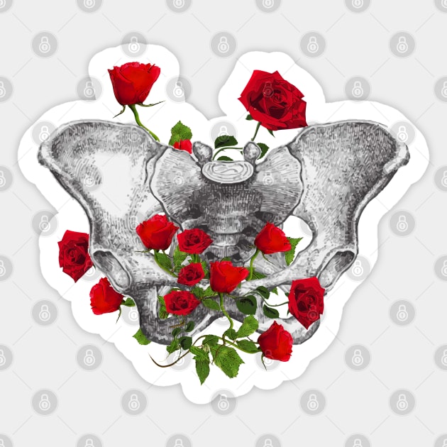 Pelvis, female pelvis bones and red roses - Female Pelvis - Sticker ...