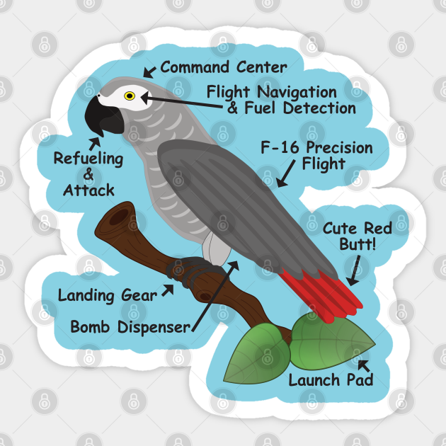 Anatomy of an African Grey Parrot - Parrot - Sticker | TeePublic